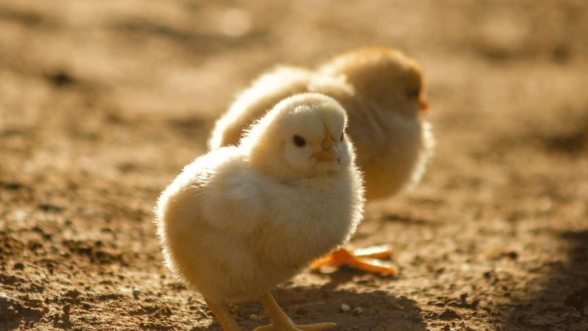 Petition · Legalize the Ownership of Chickens as Pets in Rosharon ...