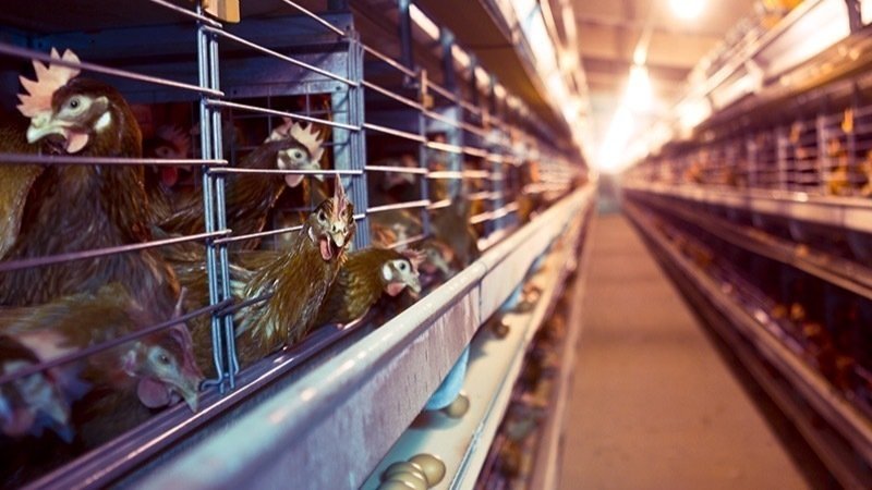 Petition · Stop The Use Of Battery Farms In Perth - Perth, Australia ...