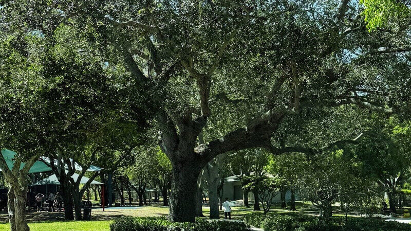 Petition update · Victory! The Tree is Spared! · Change.org · Change.org