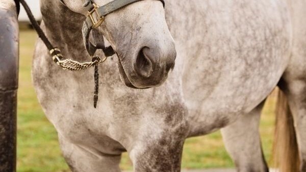Petition · Stop overworking horses! - United States · Change.org