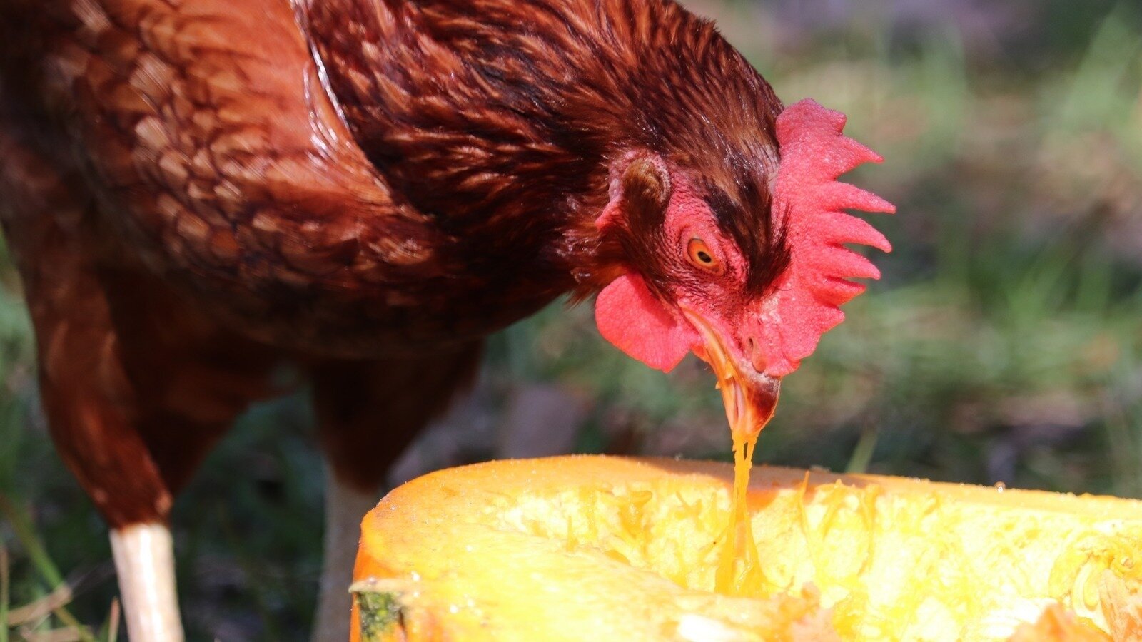 Petition · Permit Backyard Chicken Coops in Liberty County, GA - United ...