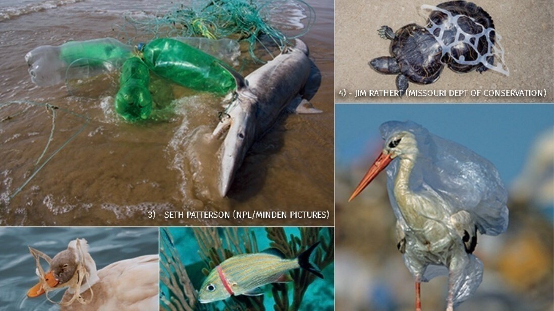 Petition · Ban Single Use Plastics in Massachusetts - United States ...