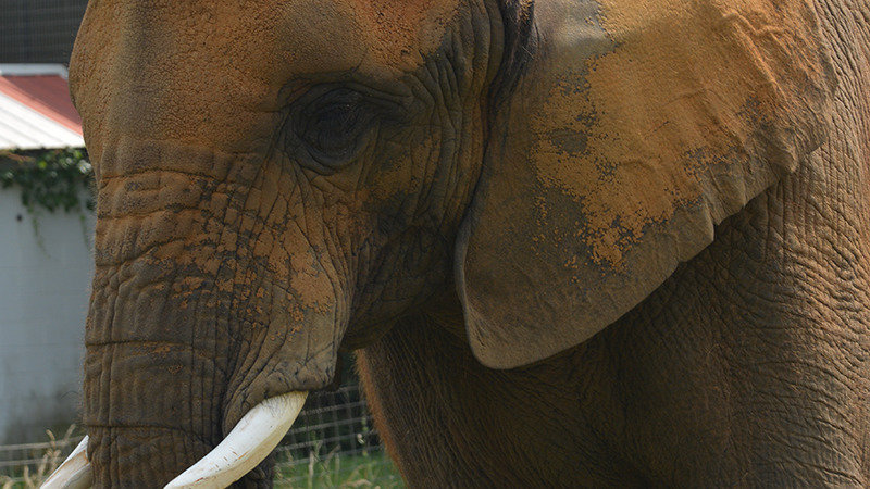Petition · End Asha the elephant’s lifetime of abuse and solitude ...