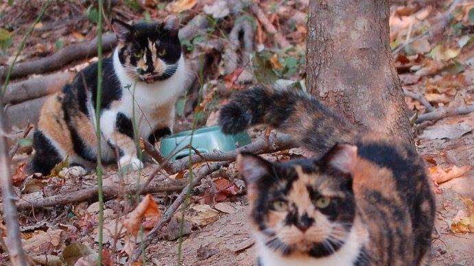 Petition · Save Rosebud Cat Colony in Damascus, MD - United States ...