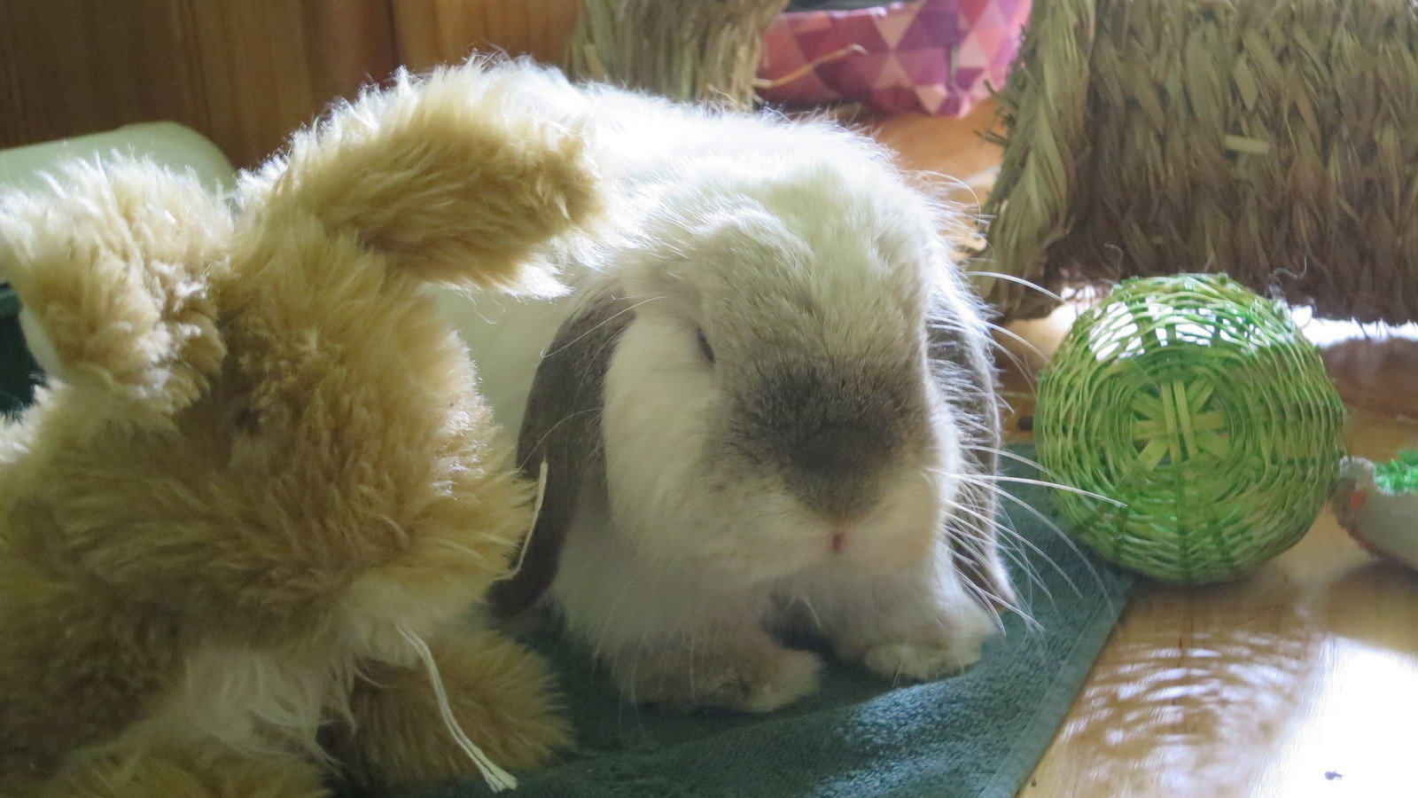 Petition · Save our pet rabbits from myxomatosis - Adelaide, Australia ...