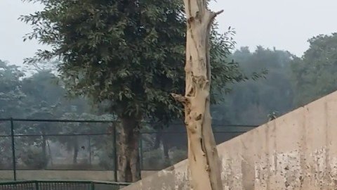 Petition · SAVE THE JALLO PARK BEARS - Pakistan · Change.org