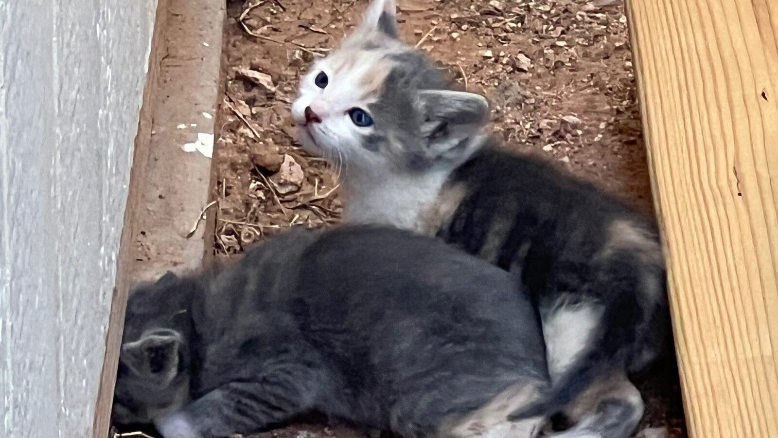 Petition · Persuade Stephen to Allow Aiden and Ivan to Keep a Kitten ...