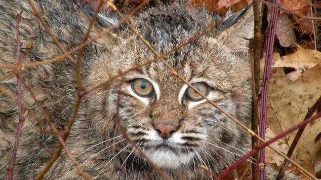 Petition · Don't hunt the Bobcat in NH - United States · Change.org