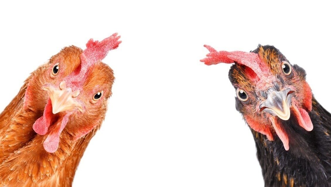 Petition · Legalize Small-Flock Backyard Hens (NO ROOSTERS) in Geneseo ...