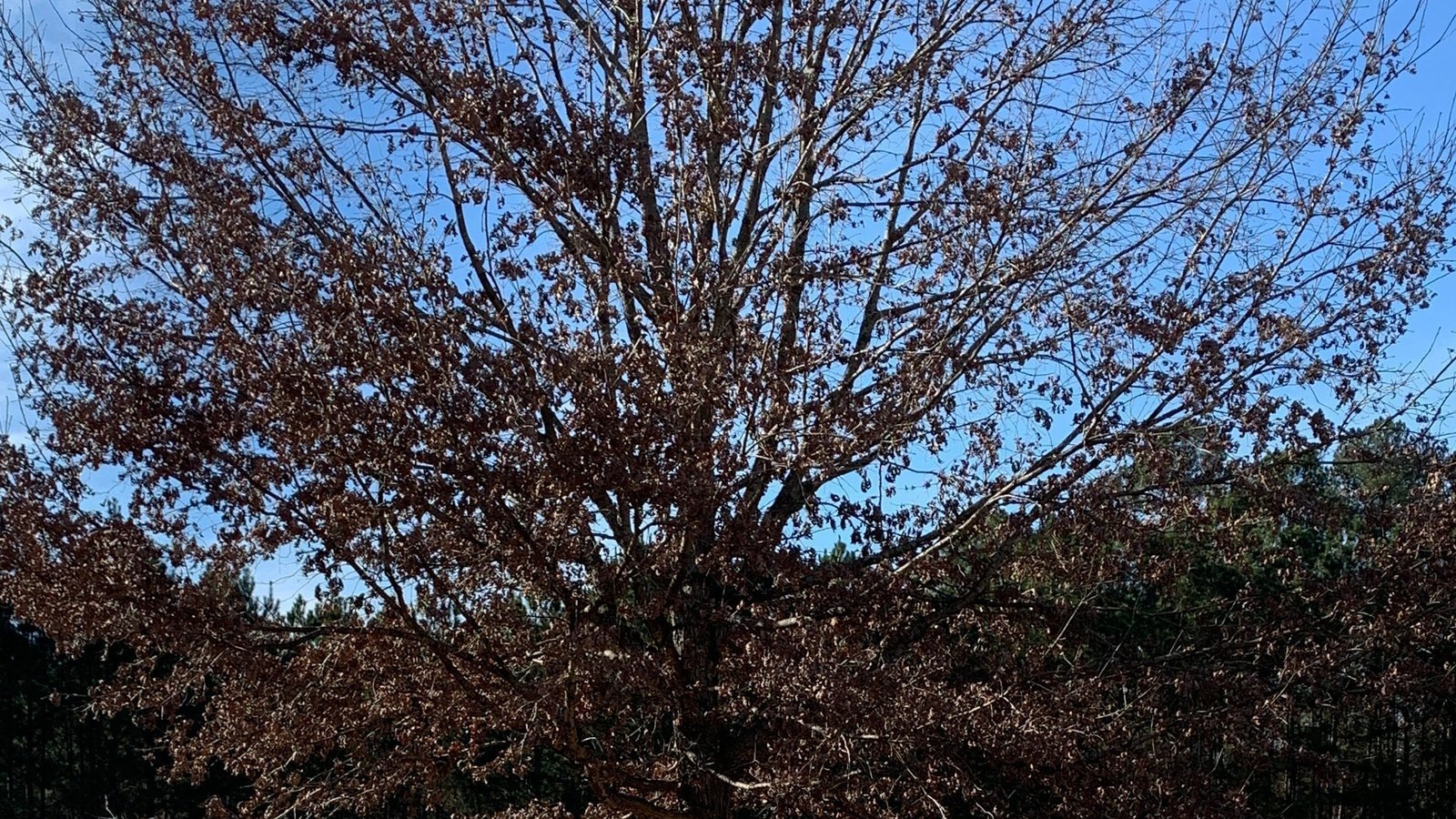 Petition · Save Tom The Tree! - United States · Change.org