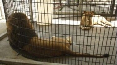 Petition · Stop the Lagoon Zoo - United States · Change.org