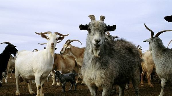 Petition · Stop calling Goatfucker Squad "ISIS" - Australia · Change.org