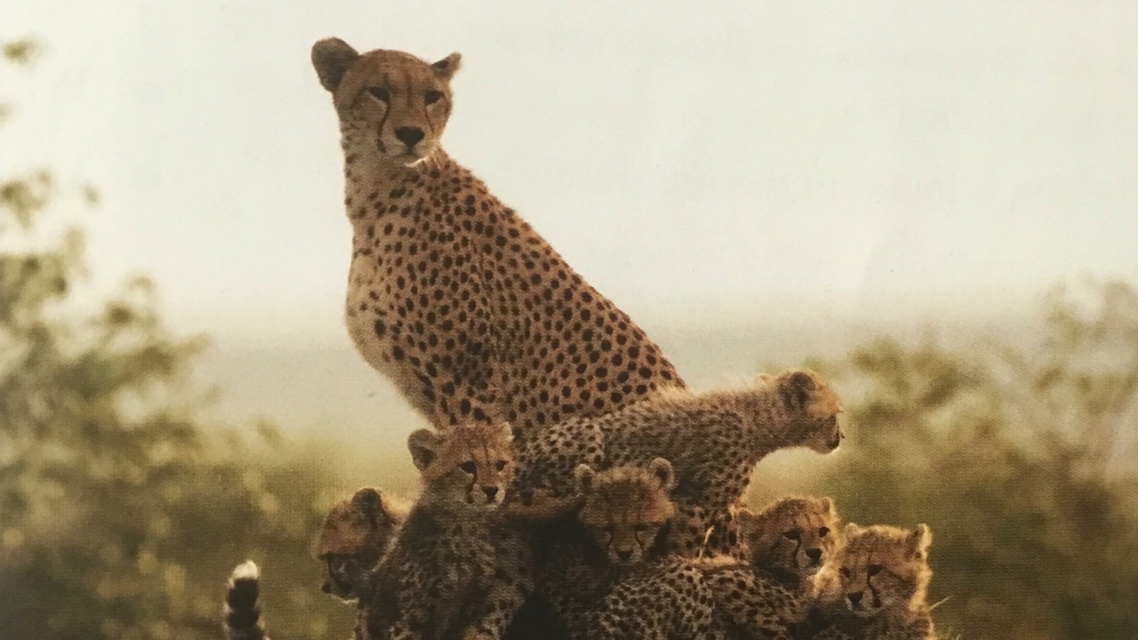 Petition · Save our innocent animals - India · Change.org