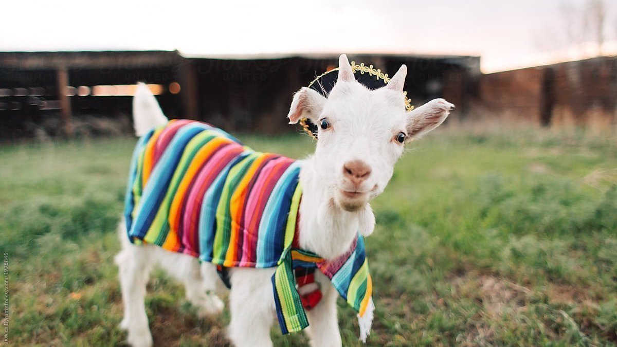 Petition · Three Goats to reopen for Taco Tuesday · Change.org