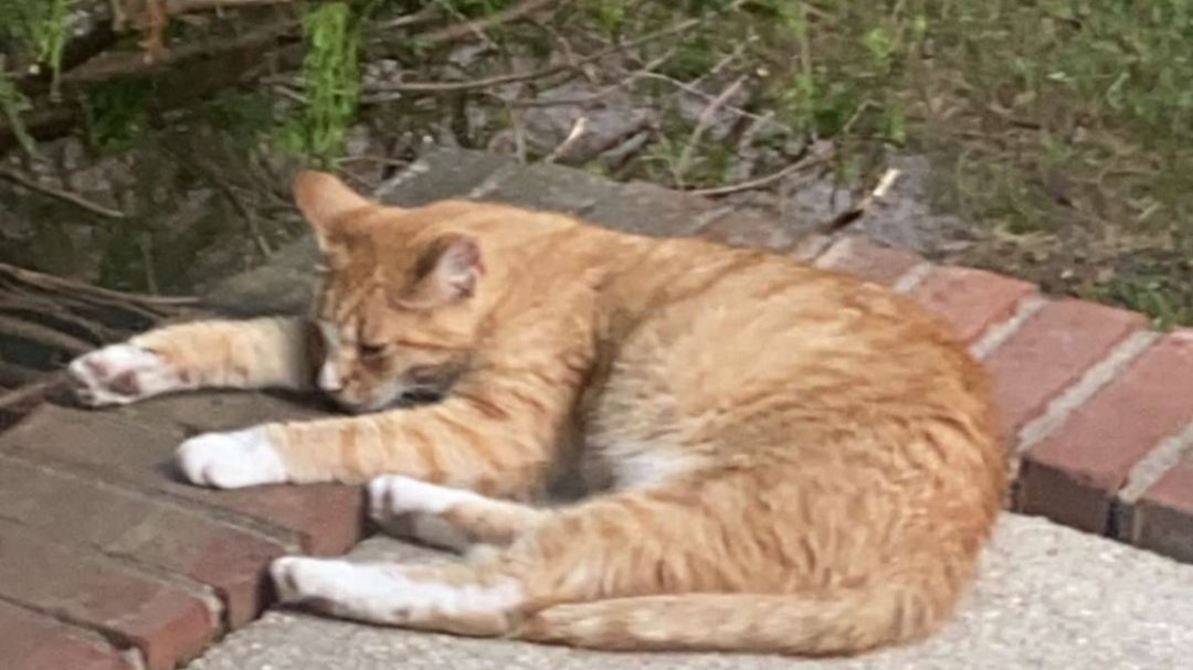 Petition · Toffee getting catnapped - United States · Change.org