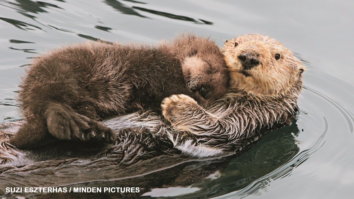 Petition · Secure a future for otters! - South Africa · Change.org