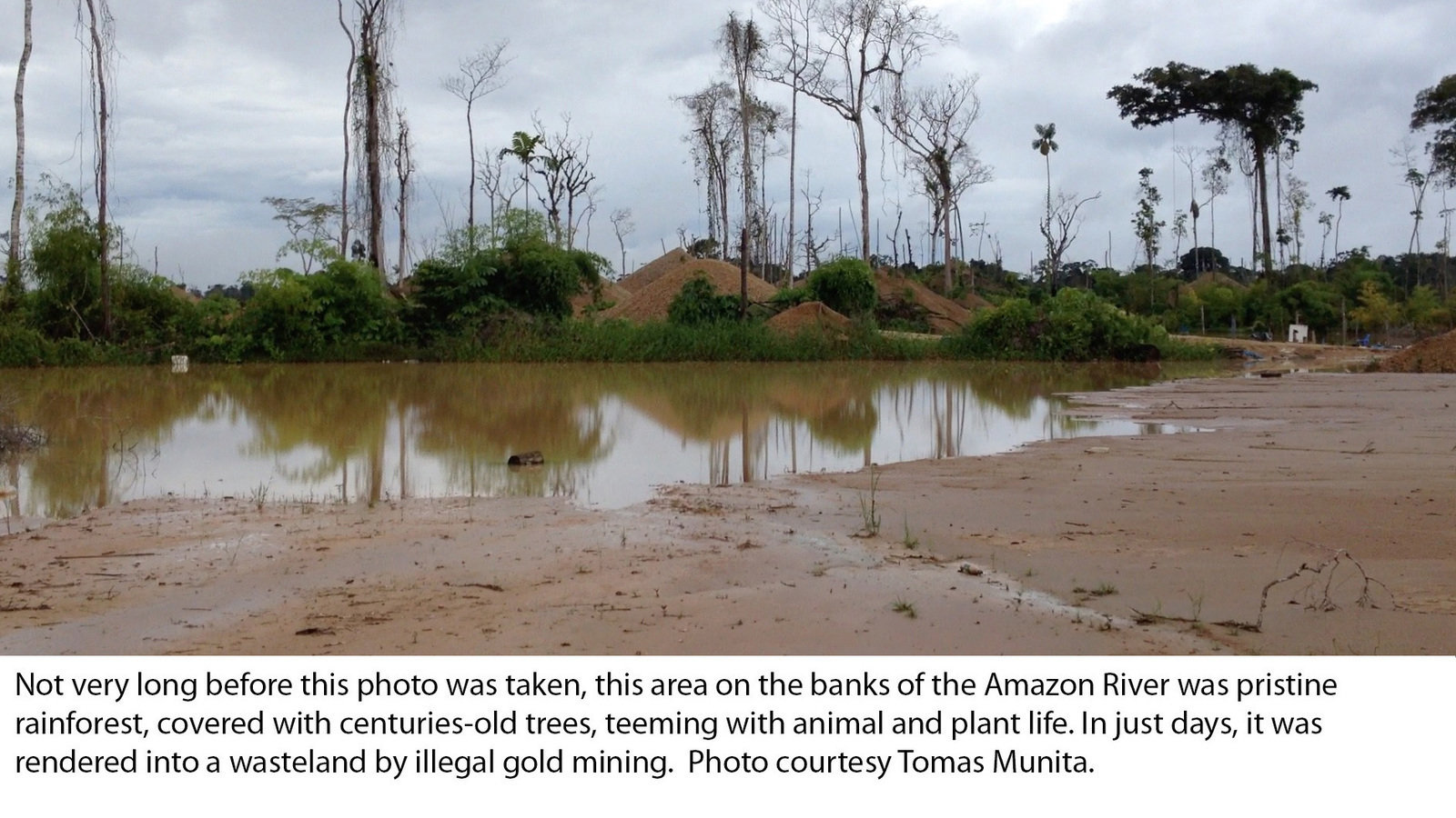 Petition · Protect the Amazon Rainforest - United States · Change.org