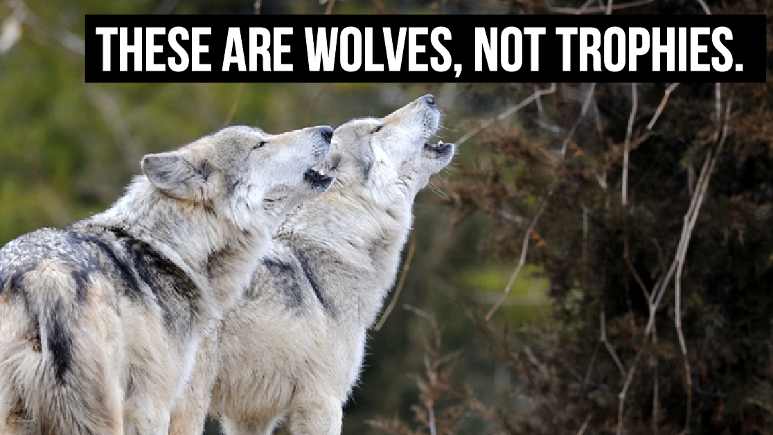 Petition · Stop the Trophy Hunt of Alaska’s Wolves and Bears - United ...
