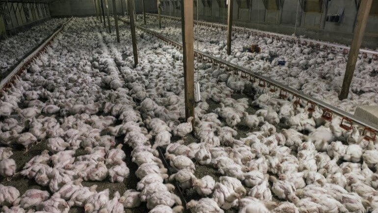Petition · Oppose the Proposed Poultry Units at North Farm, Felton ...