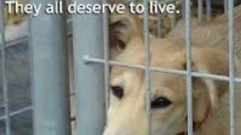 Petition · Help Stop Euthanizing Animals! - United States · Change.org
