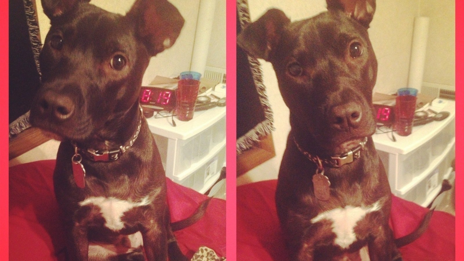 Petition · END BSL (Breed Specific Legislation) - United States ...