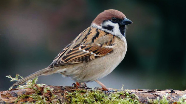 Petition · Save State Bird: Sparrow - New Delhi, India · Change.org