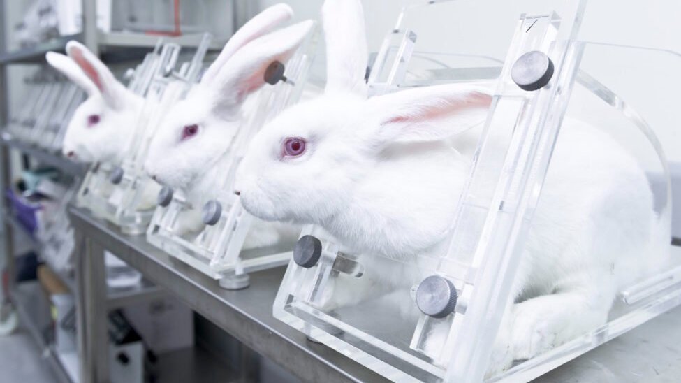 Petition · Stop experiments! - Hungary · Change.org