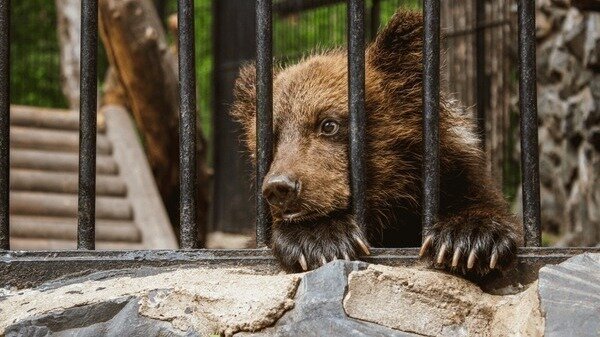 Petition · Trapped Spirits: The Plight of Captive Animals and the Quest ...