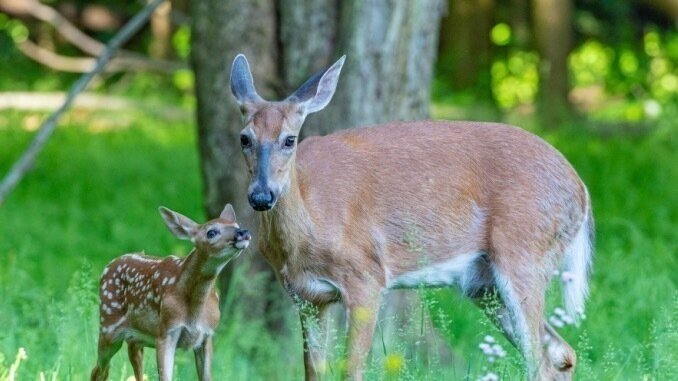 Petition · Implement Safe Measures to Keep Deer Off Roadways - United ...