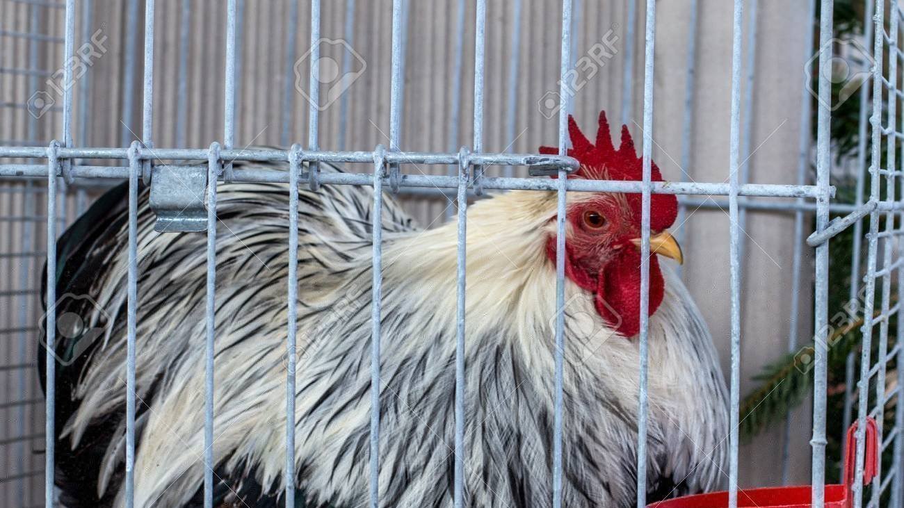 Petition · Stopping caged chickens - Australia · Change.org