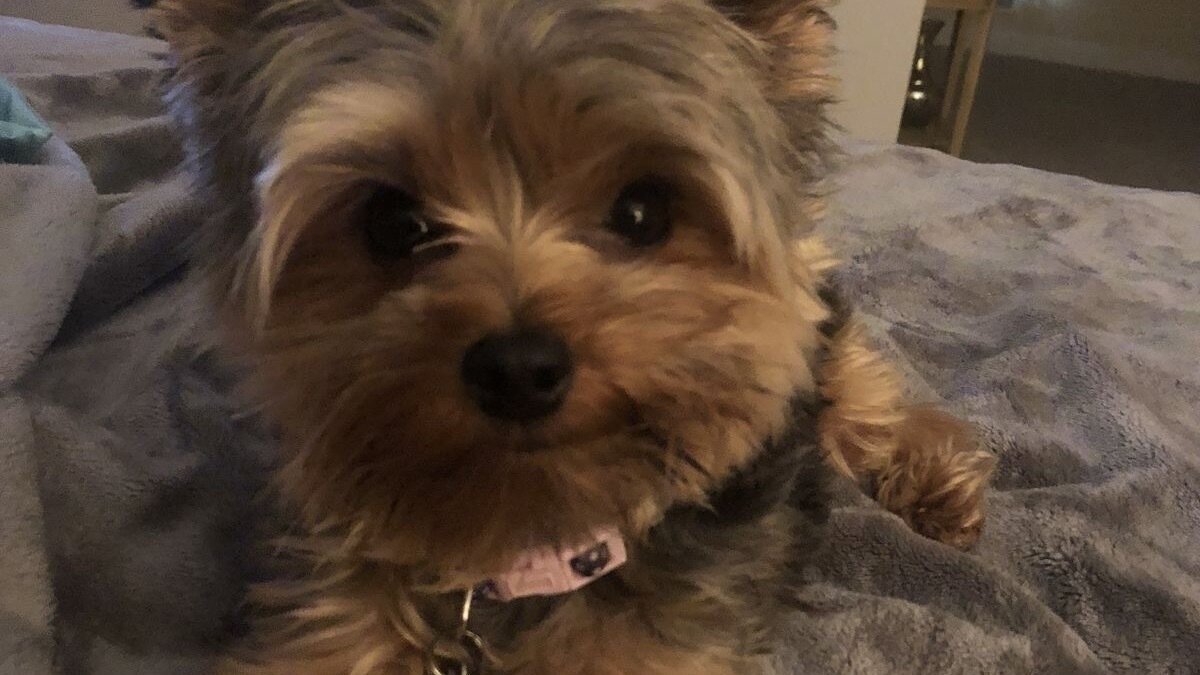 Petition · Adopt a Pet Yorkie Named Fish for Global Peace and Love ...