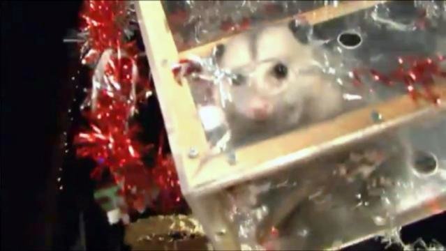 Petition · Stop the Possum Drop! · Change.org