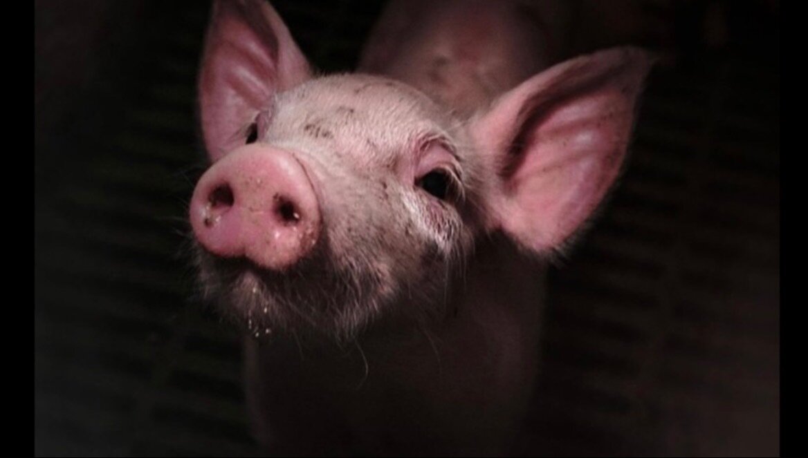 Petition · Urge the UK Government to Immediately Prohibit the Use of ...