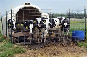 Petition · Stop 1780 Calves Annually from being raised on 4 acres in ...