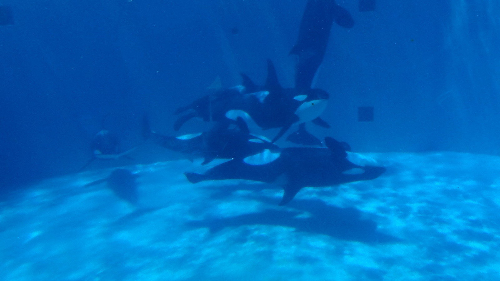 Petition · SeaWorld Parks and Entertainment: Bring back the Blue World ...