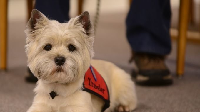 Petition · Affordable Puppy Act (year round therapy dogs at UT Austin ...