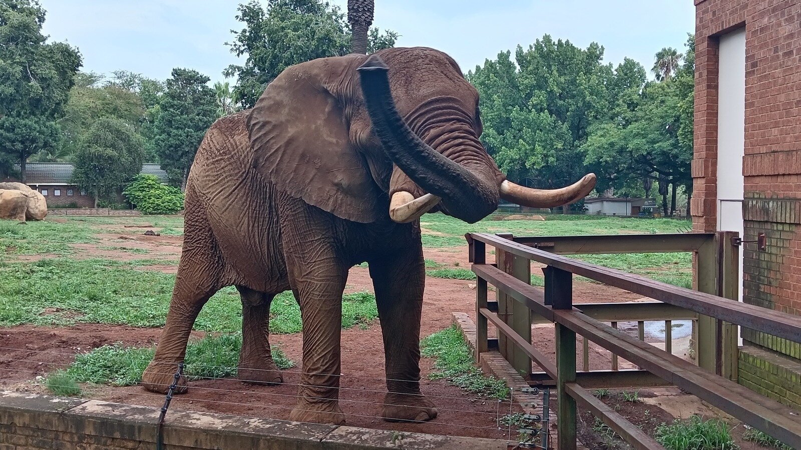Petition · Keep Charley the African Savanna Elephant at the Pretoria ...