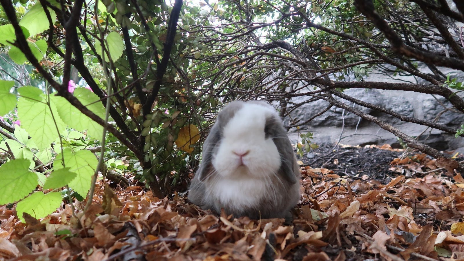 Petition · Designated Bunny Garden/Park in NYC · Change.org