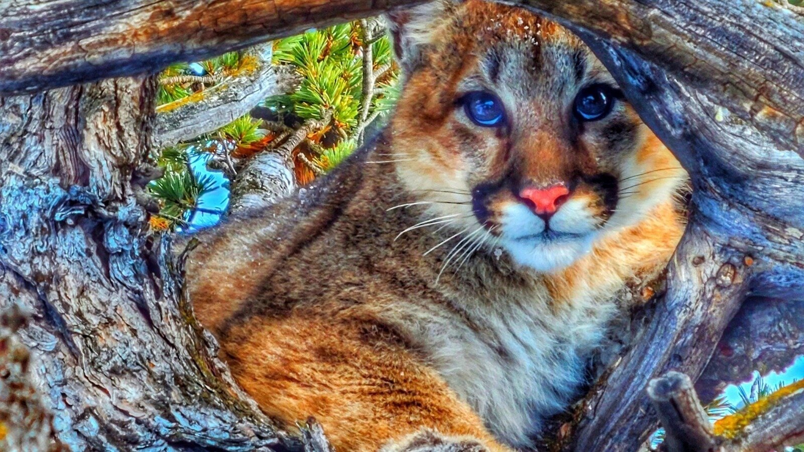 Petition · Stop the Classification of Mountain Lions as like Predators ...