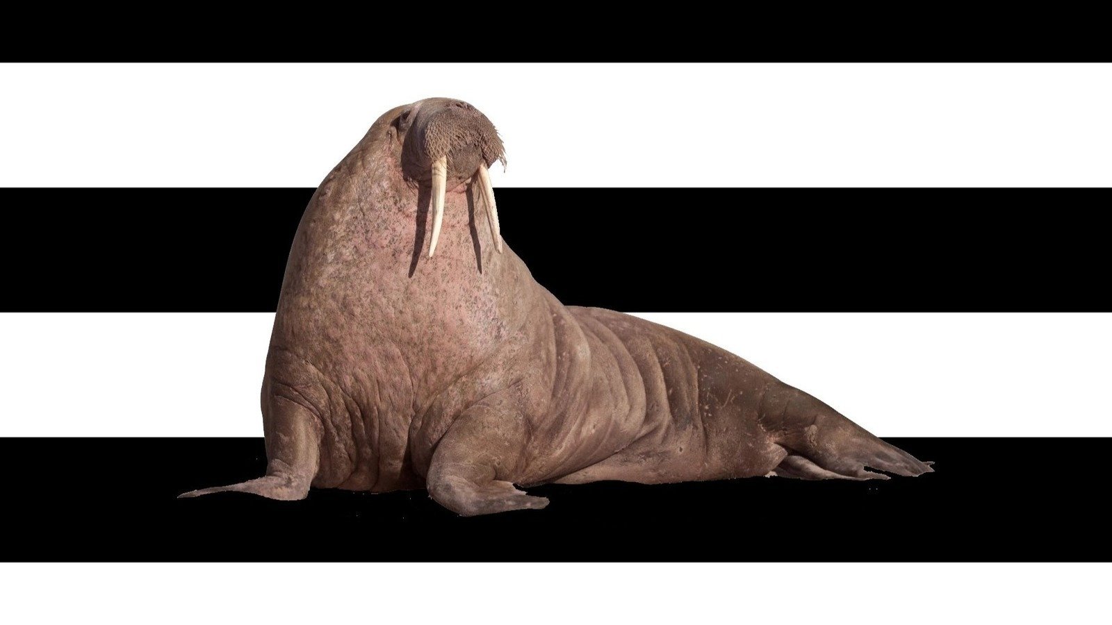 Petition · Put a picture of a walrus on the straight flag - United ...