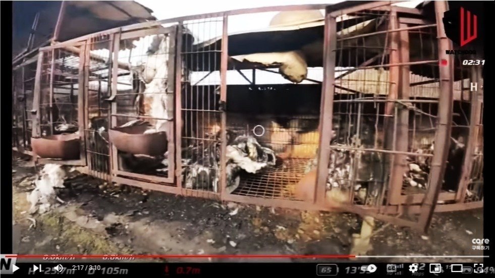 Petition · S. Korea, punish dog farmer in Chungju causing 300 dogs to ...
