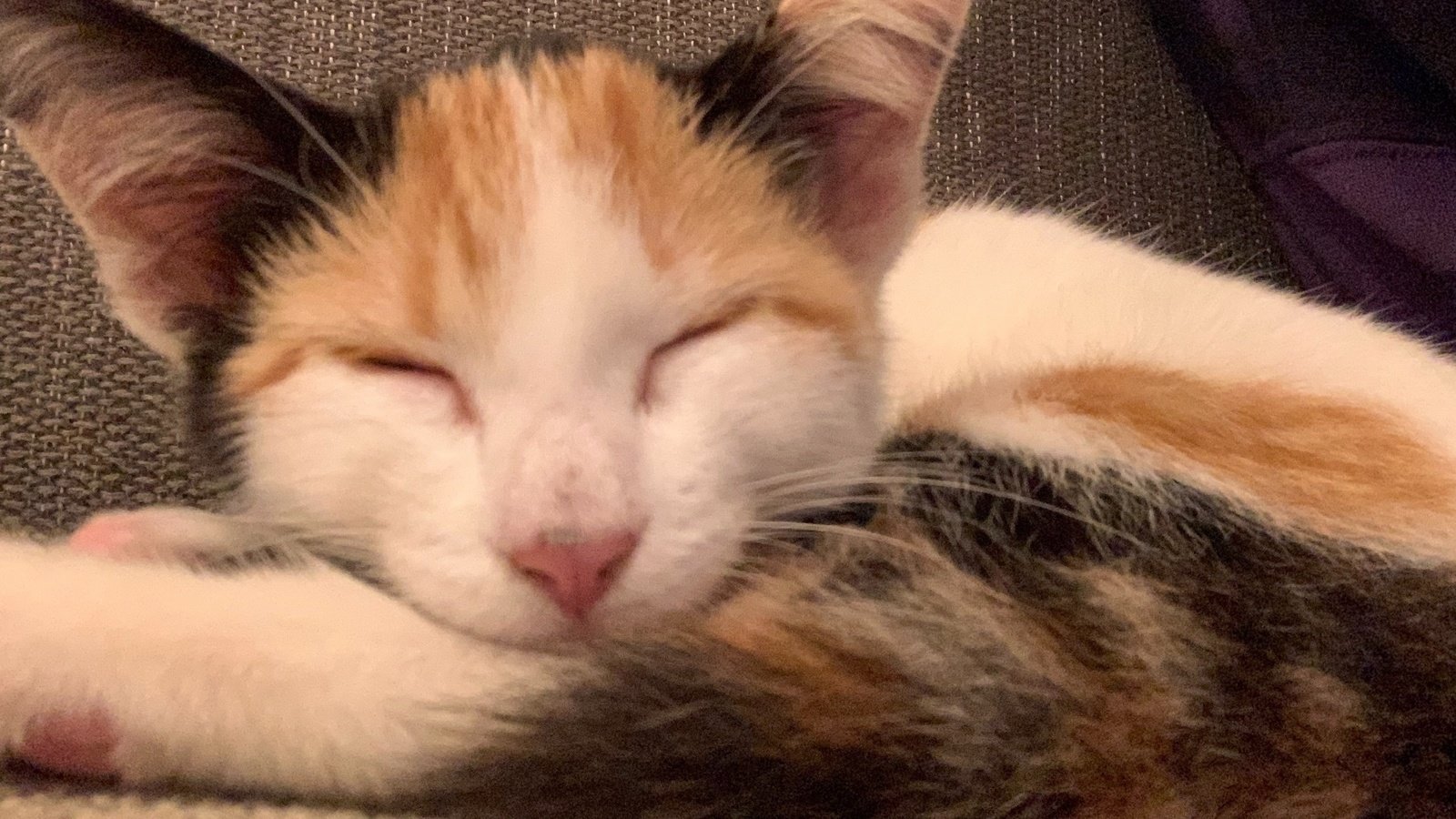 Petition · Take a stray cat home from Puerto Rico - Puerto Rico ...