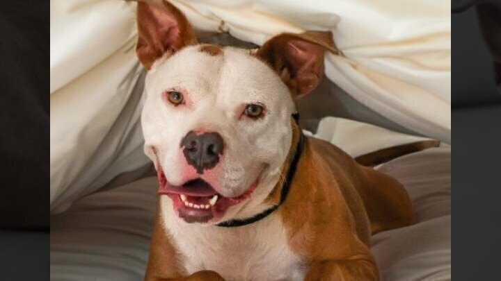 Petition · Justice for Dogs: Tougher Sentences for Dogfighting ...