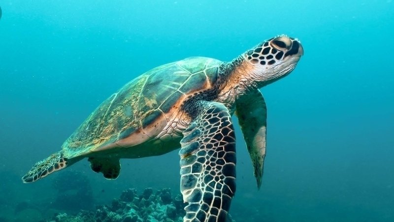Petition · Save the Turtles · Change.org
