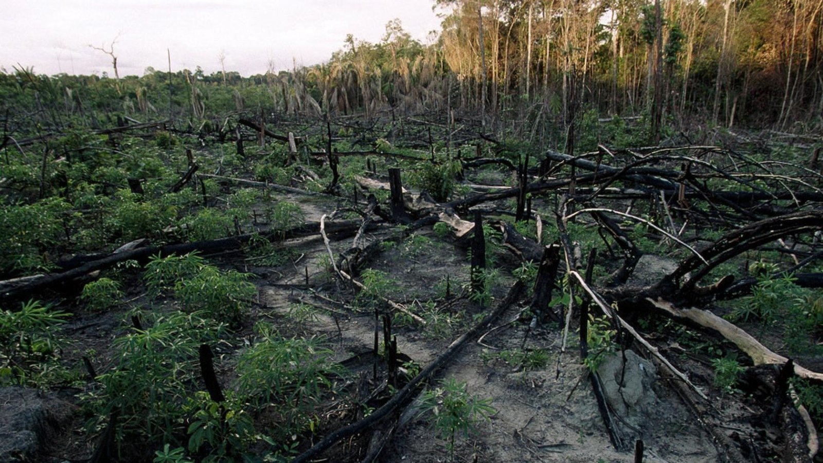 Petition · Saving the Amazon Rainforest - United States · Change.org