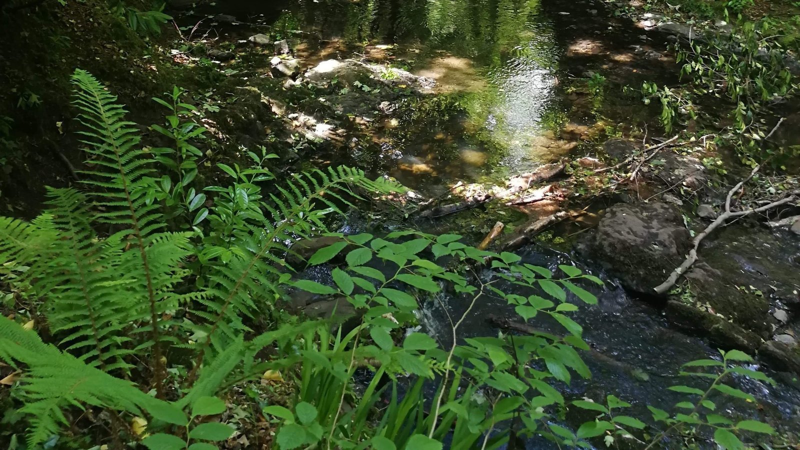 Petition · Preserving a green space for Whiteabbey people - Whiteabbey ...