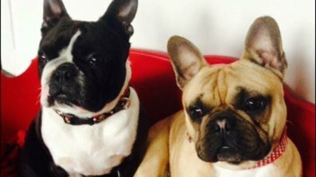 Petition · SAVE THE BLAMED DOGS OF BEING AGGRESSIVE AND VISIOUS ...