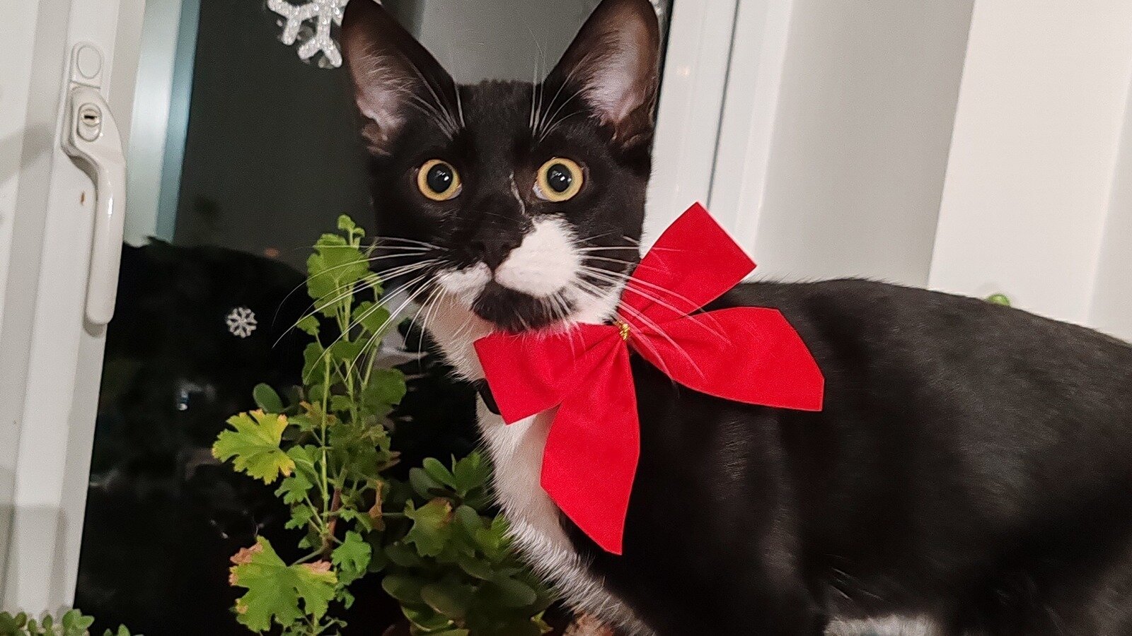 Petition · Implement Speed Control on Our road. Priory road eastbourne ...