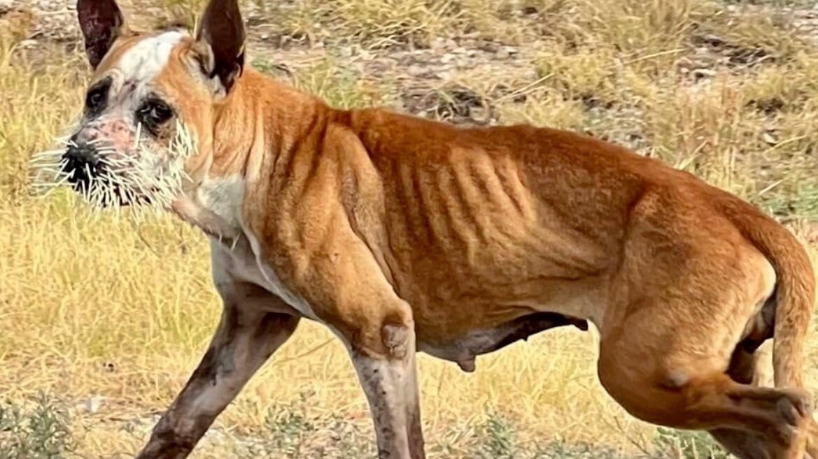 Petition · spay & neuter dogs and cats. Let’s make it mandatory ...