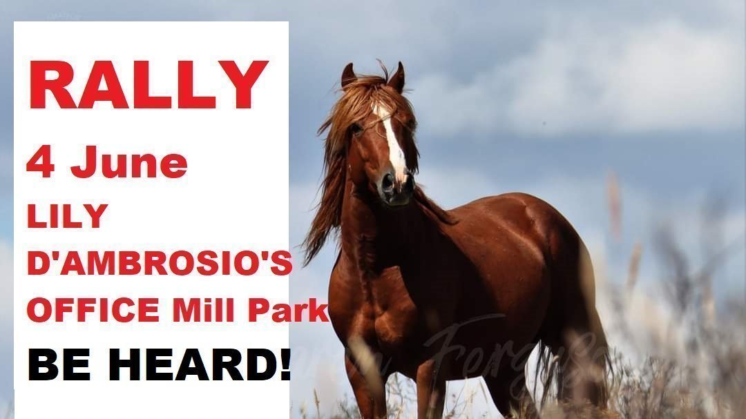 Petition update · STOP THE BULLETS! 4 JUNE 2021. RALLY AT LILY D ...